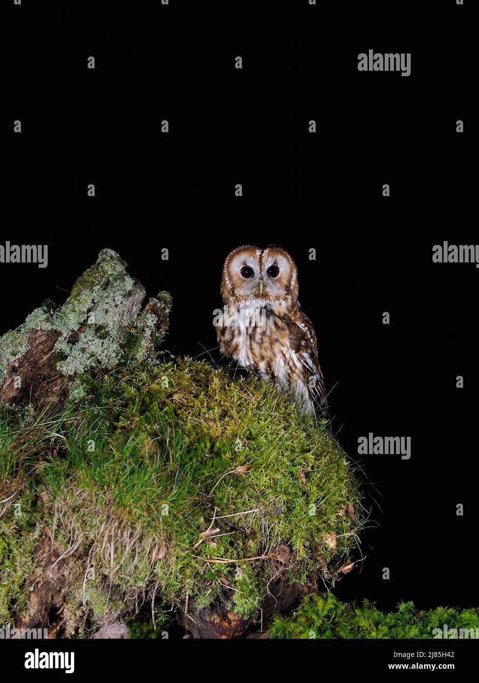 The night owl 2022 hi-res stock photography and images - Alamy