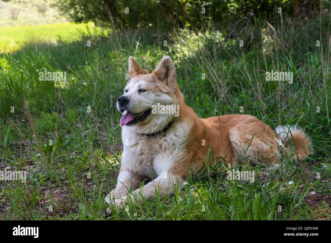 portrait of a young female dog, akita inu, resting in the shade at a ...