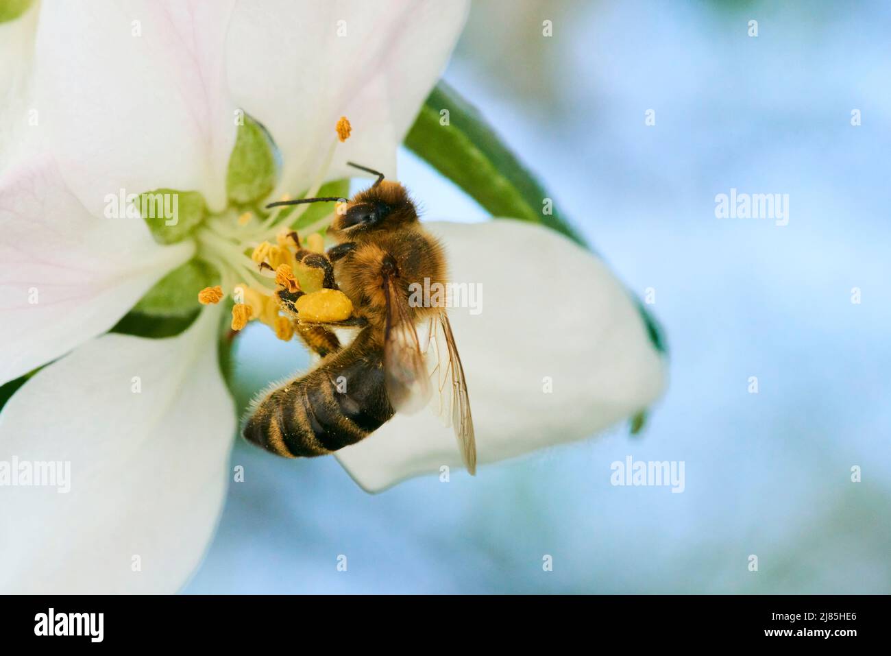 Bee pollinating apple blossoms. A bee collecting pollen and nectar from ...