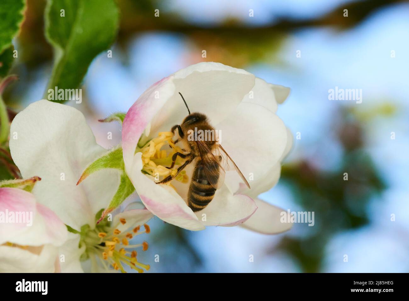 Bee pollinating apple blossoms. A bee collecting pollen and nectar from ...