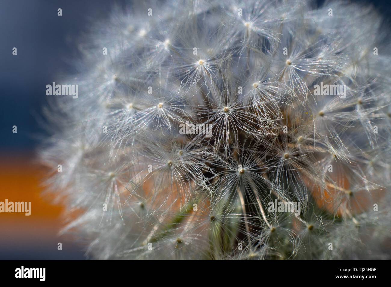 Light up dandelions hi-res stock photography and images - Alamy