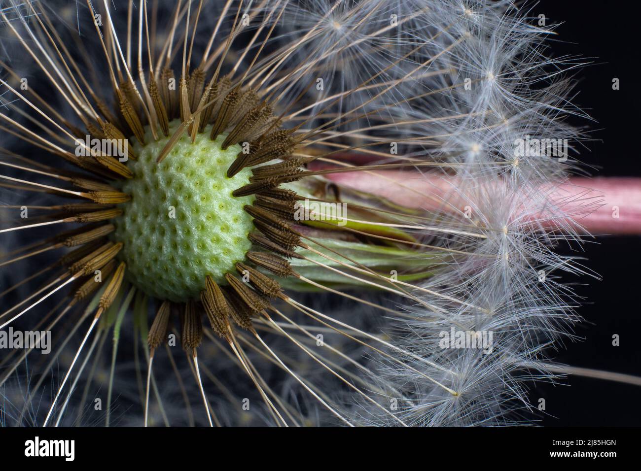 Dandelion seeds close up macro with black background Stock Photo - Alamy