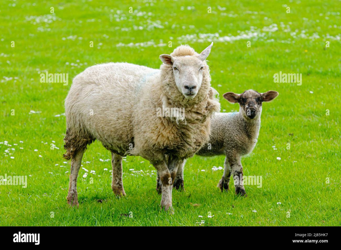 Ewe and new born lamb Stock Photo - Alamy
