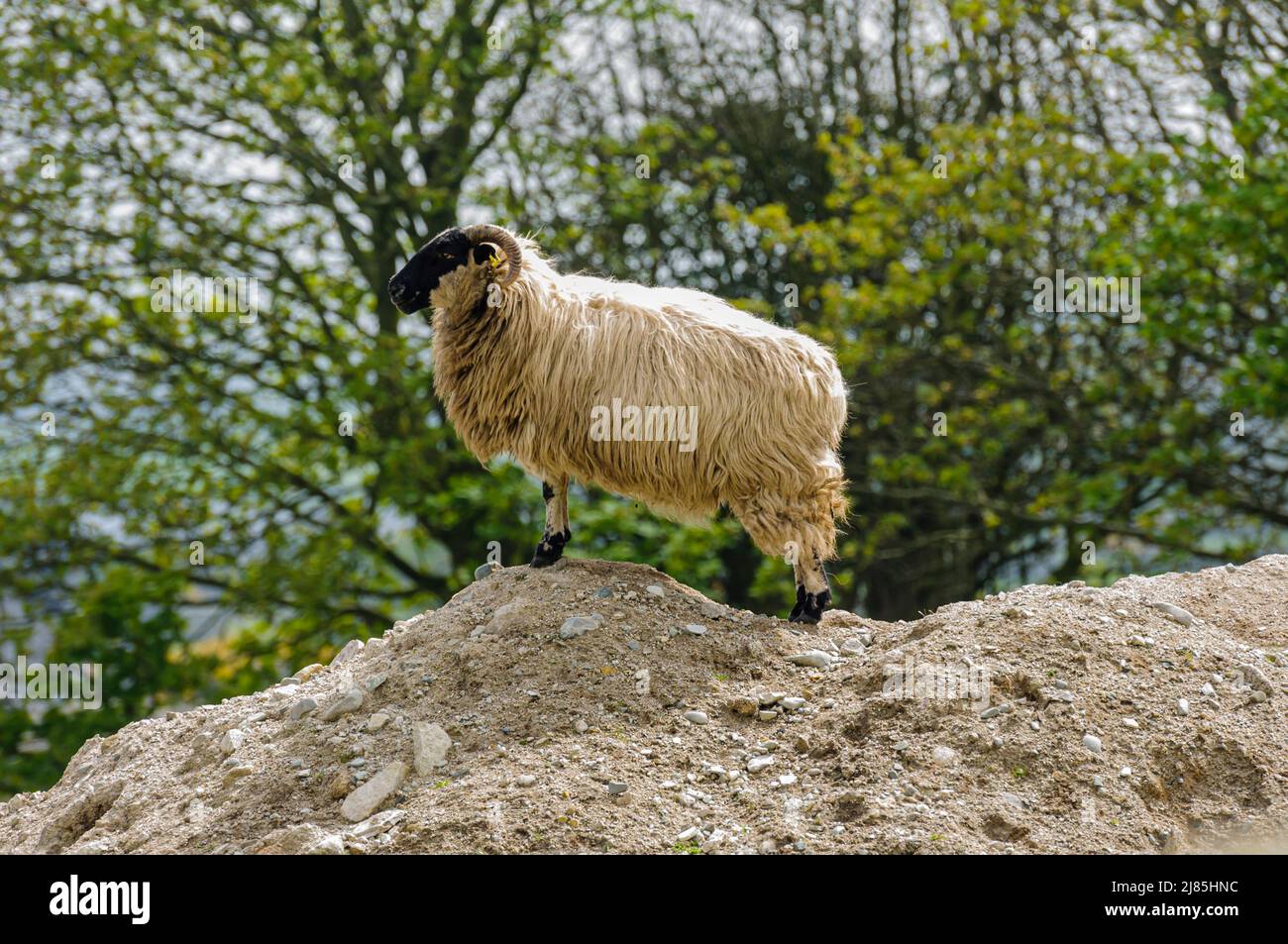 Sheep stands on a large pile of earth Stock Photo - Alamy