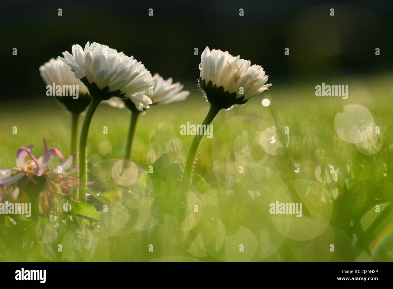 Daisy in the early morning hi-res stock photography and images - Alamy
