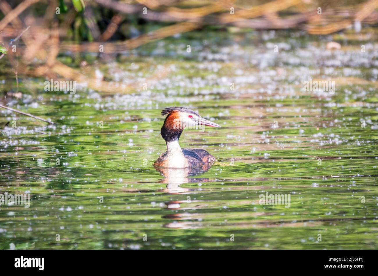 The waterfowl bird Great Crested Grebe swimming in the calm lake. The ...