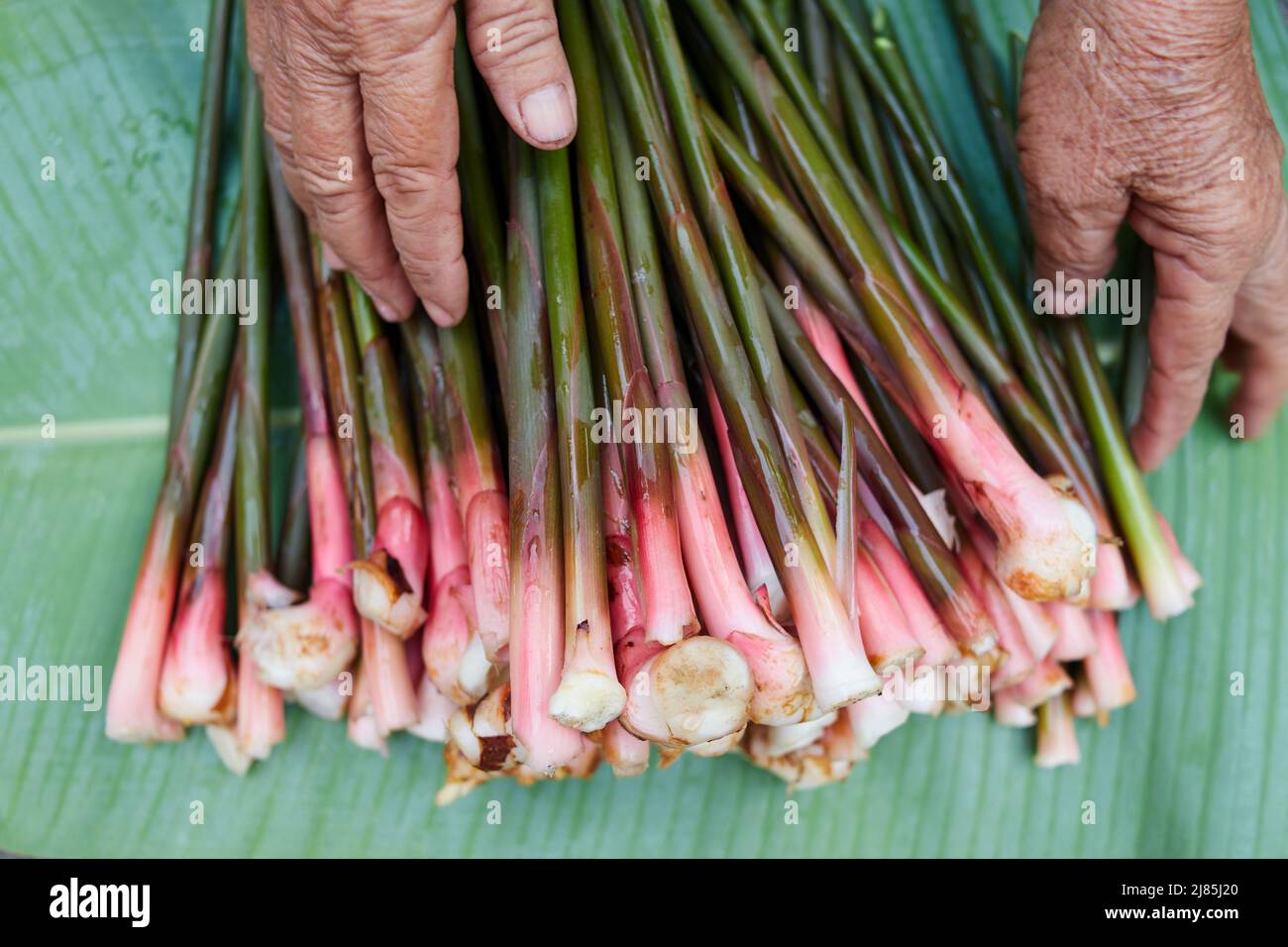 Human hand holding fresh galangal on banana leaf Stock Photo - Alamy