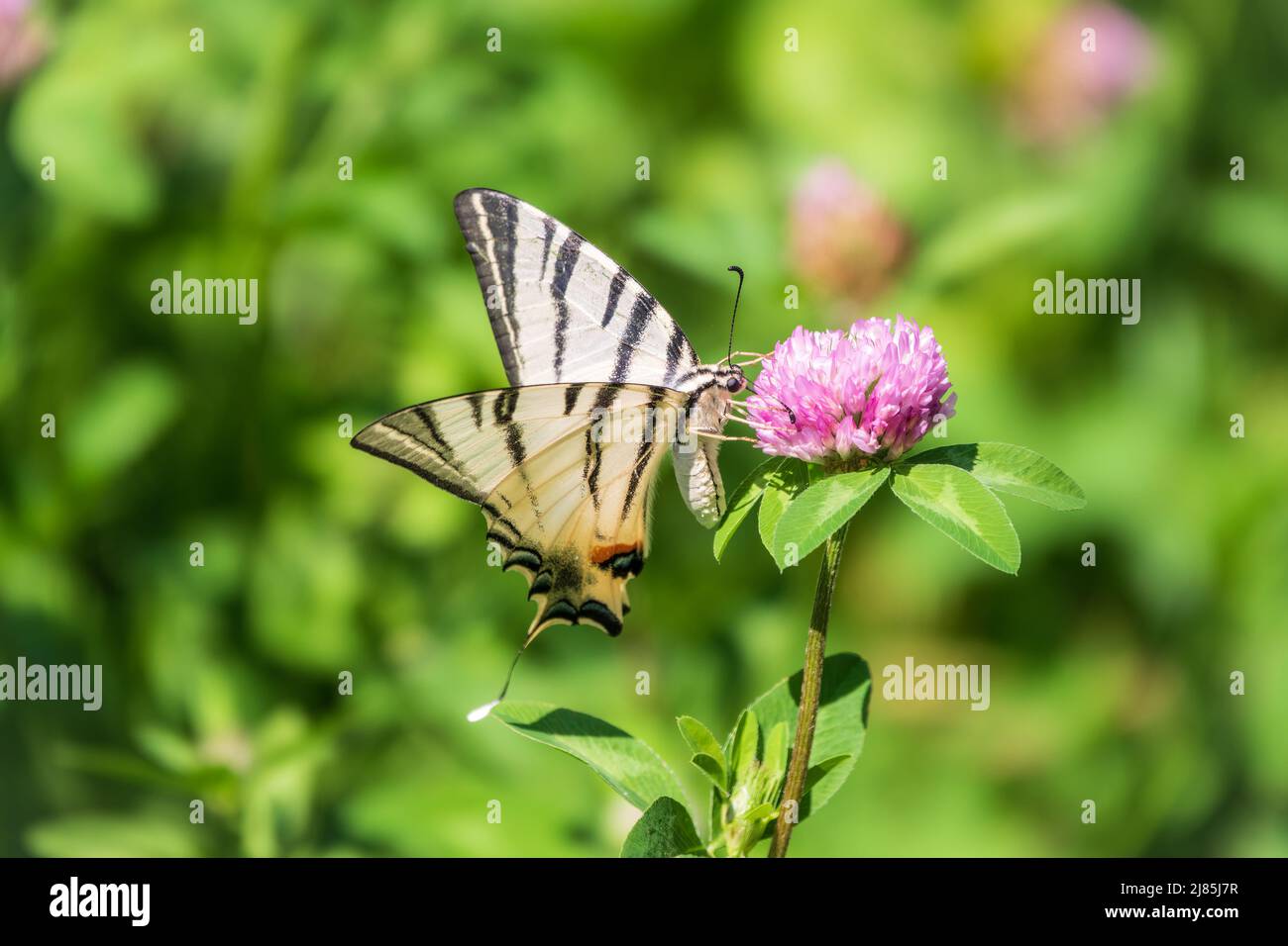 Beautiful Butterfly Scarce Swallowtail, Sail Swallowtail, Pear-tree ...