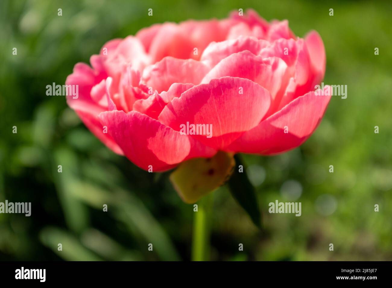 A single vivid peony bud on blurred green background at the sunny day ...