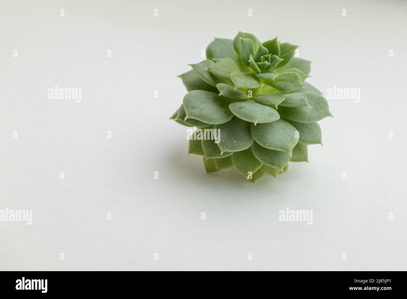 Light green succulent rosette on light background, close-up. Side view ...