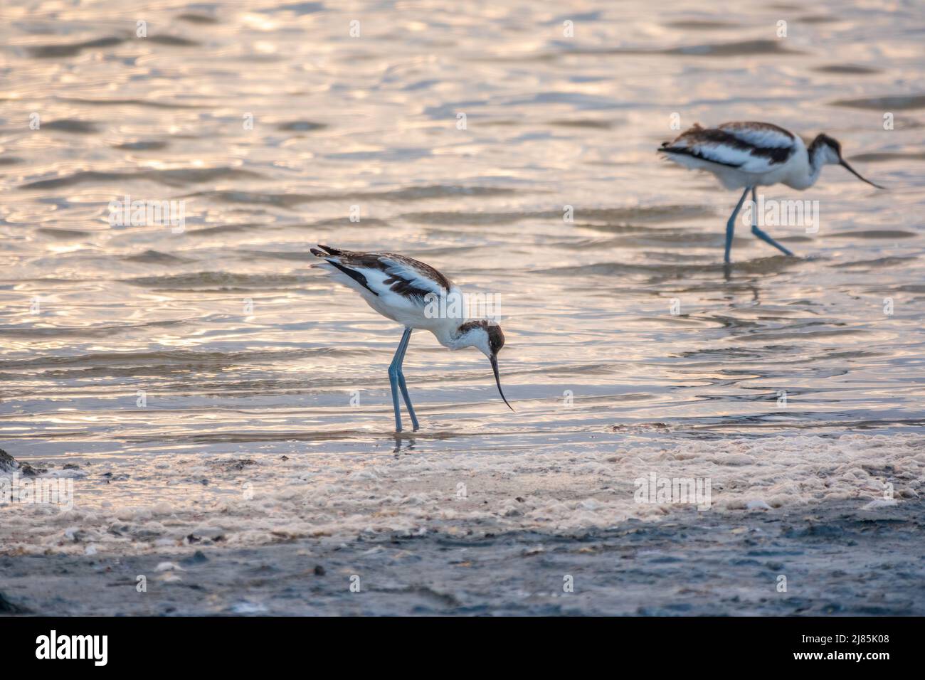 Water bird pied avocet, Recurvirostra avosetta, feeding in the lake ...