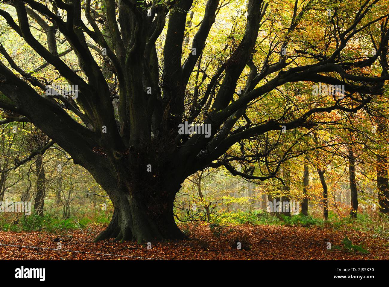 Mature beech tree in Delcombe Wood, Dorset, UK Stock Photo - Alamy