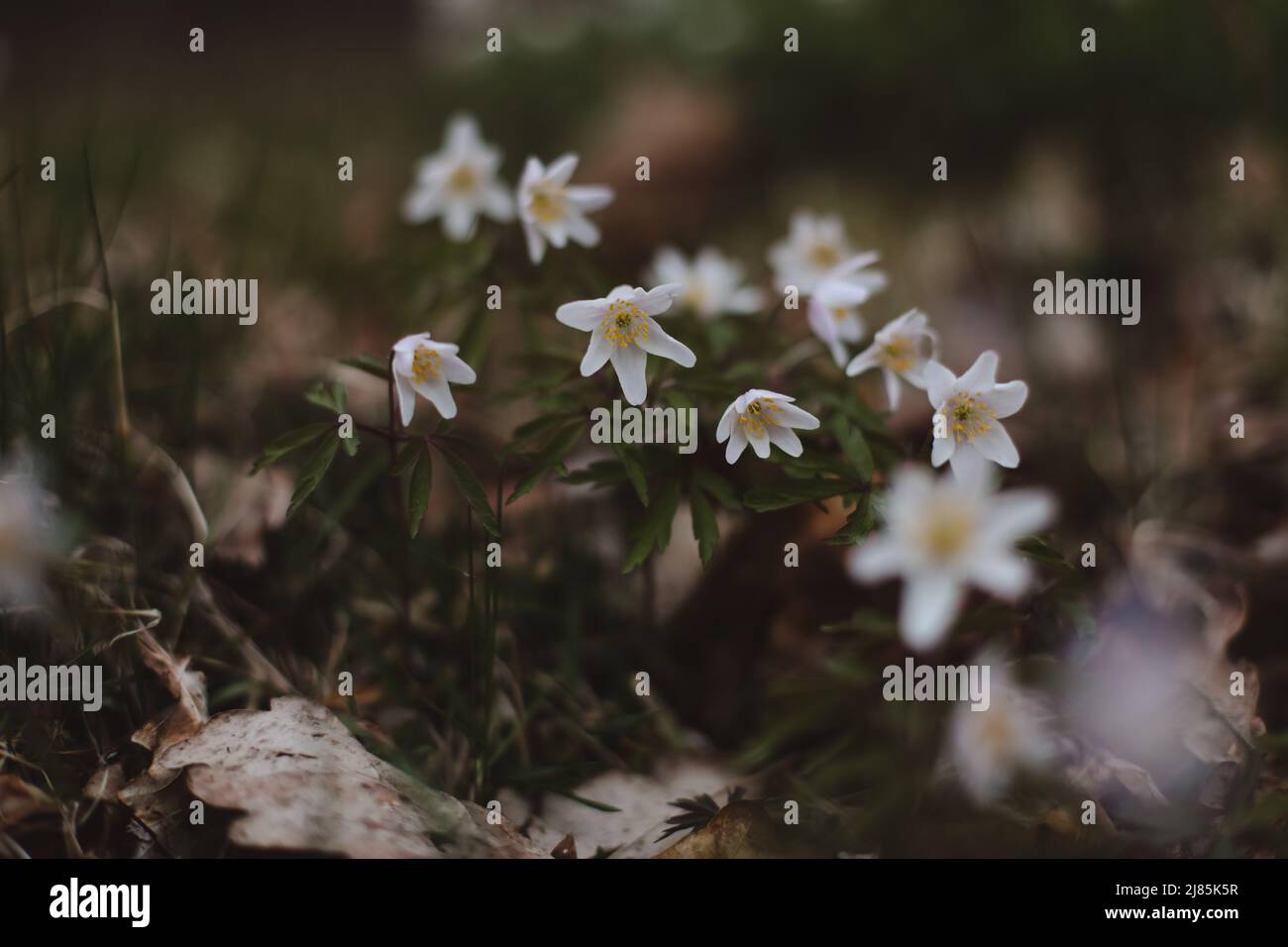 Beautiful spring background with white anemones flowers in spring woods ...