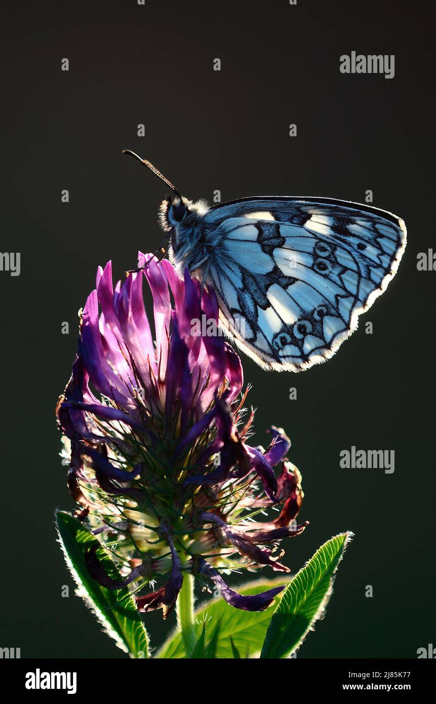 Intricate marbled detail hi-res stock photography and images - Alamy