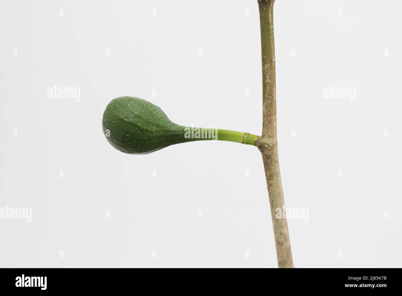 Fig (Figus) Brown Turkey Picture by Antony Thompson - Thousand Word ...