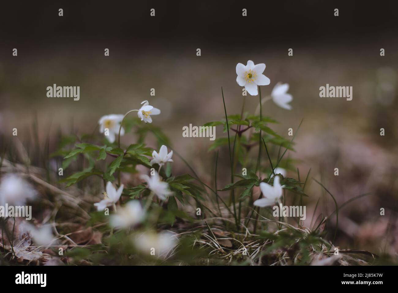 Beautiful spring background with white anemones flowers in spring woods ...