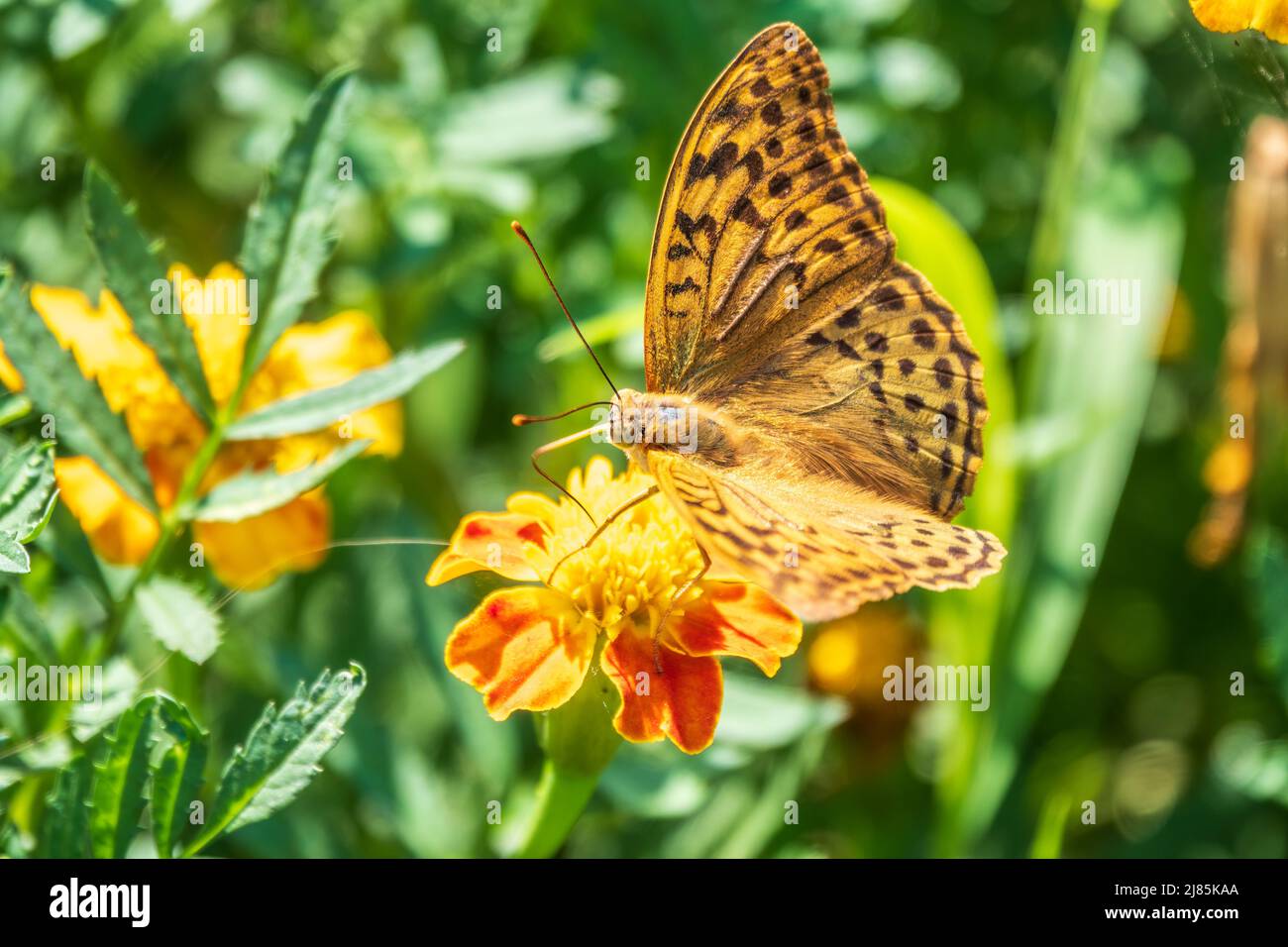 The dark green fritillary butterfly collects nectar on flower. Speyeria ...