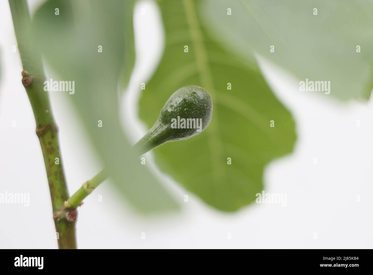 Fig (Figus) Brown Turkey Picture by Antony Thompson - Thousand Word ...