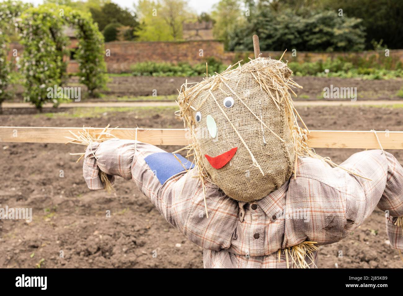 friendly scarecrow in a vegetable garden Stock Photo - Alamy