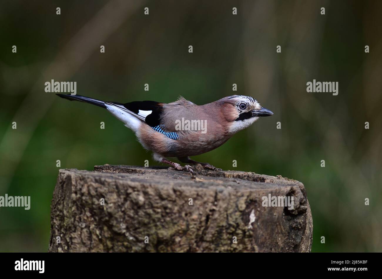 Adult jay in breeding condition in spring, Dorset, UK Stock Photo - Alamy