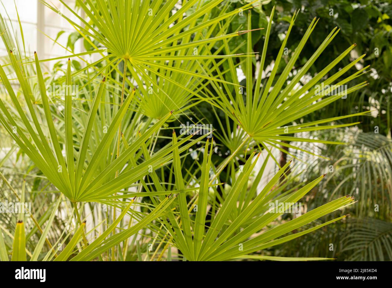 Green plants in botanical garden indoor. Sunshine in panoramic window ...