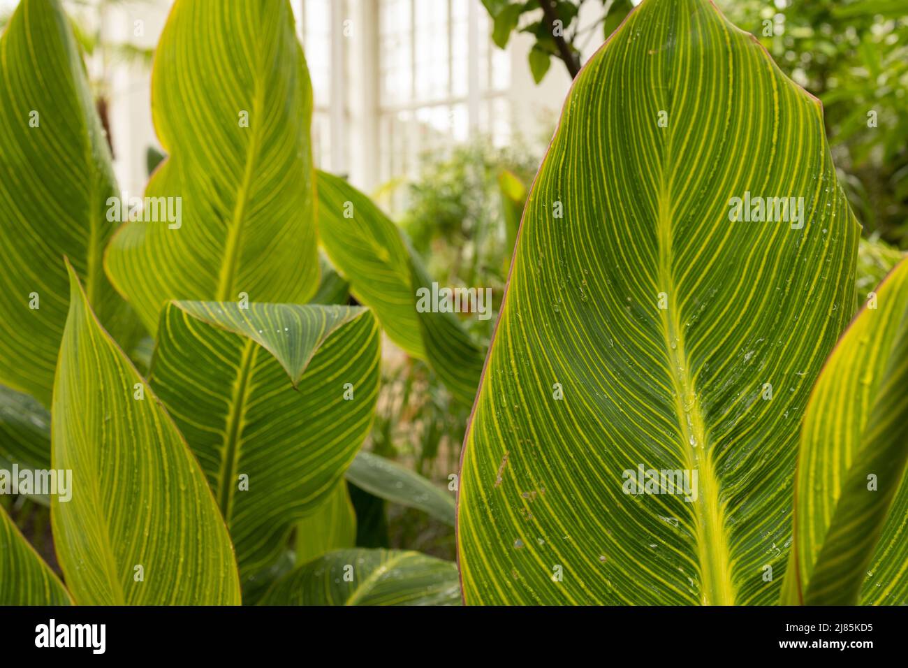 Green plants in botanical garden indoor. Sunshine in panoramic window ...
