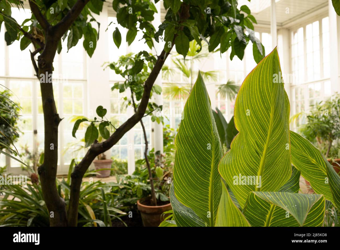 Indoor botanical garden hi-res stock photography and images - Alamy
