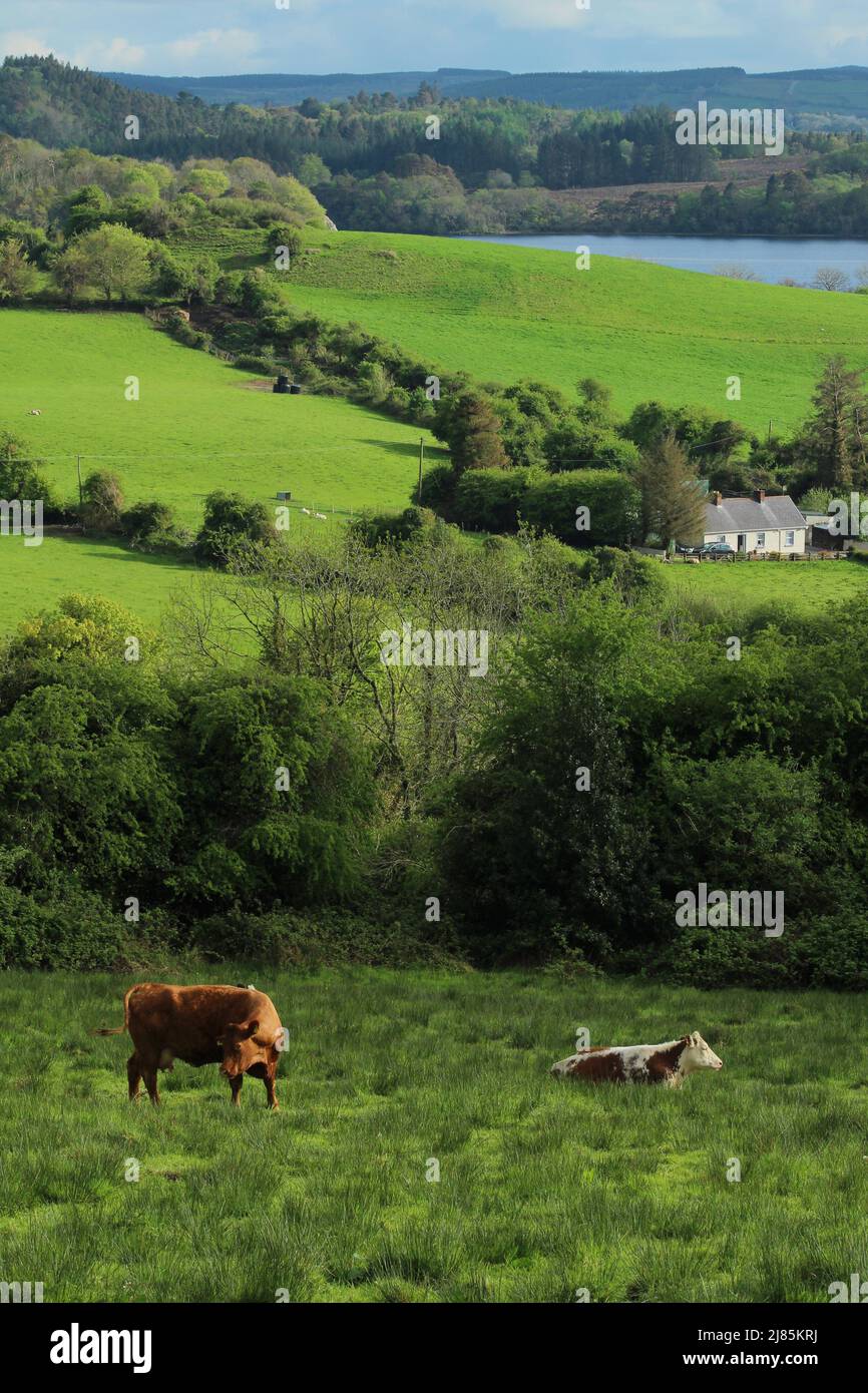 Scenery of rural County Leitrim, Ireland featuring cattle grazing on ...