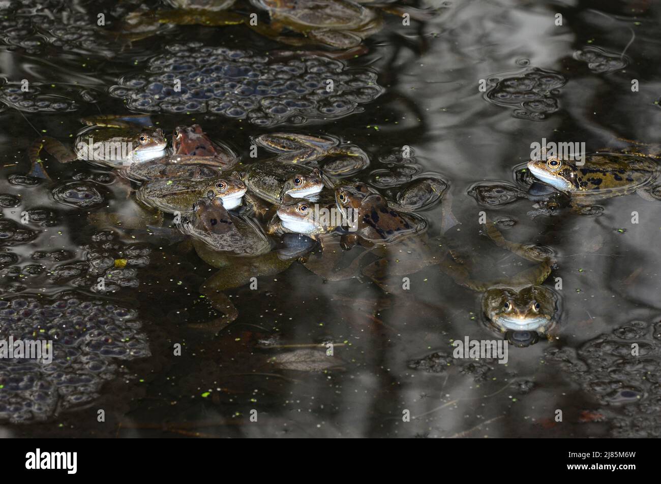 Common frog photograph hi-res stock photography and images - Alamy