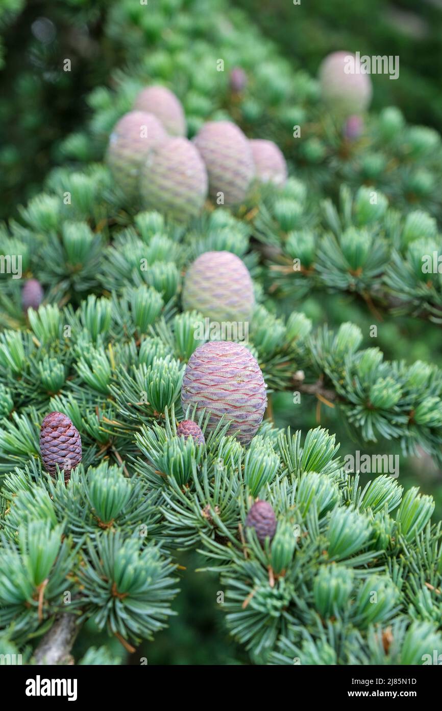 Cedrus atlantica ,Glauca Group, blue Atlas cedar, Atlas cedar, Cedrus libani subsp. atlantica ...