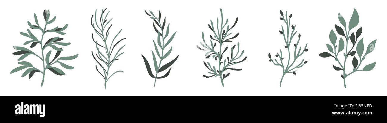 Abstract cute branches. Hand drawn branch with leaves. Set of leaves ...