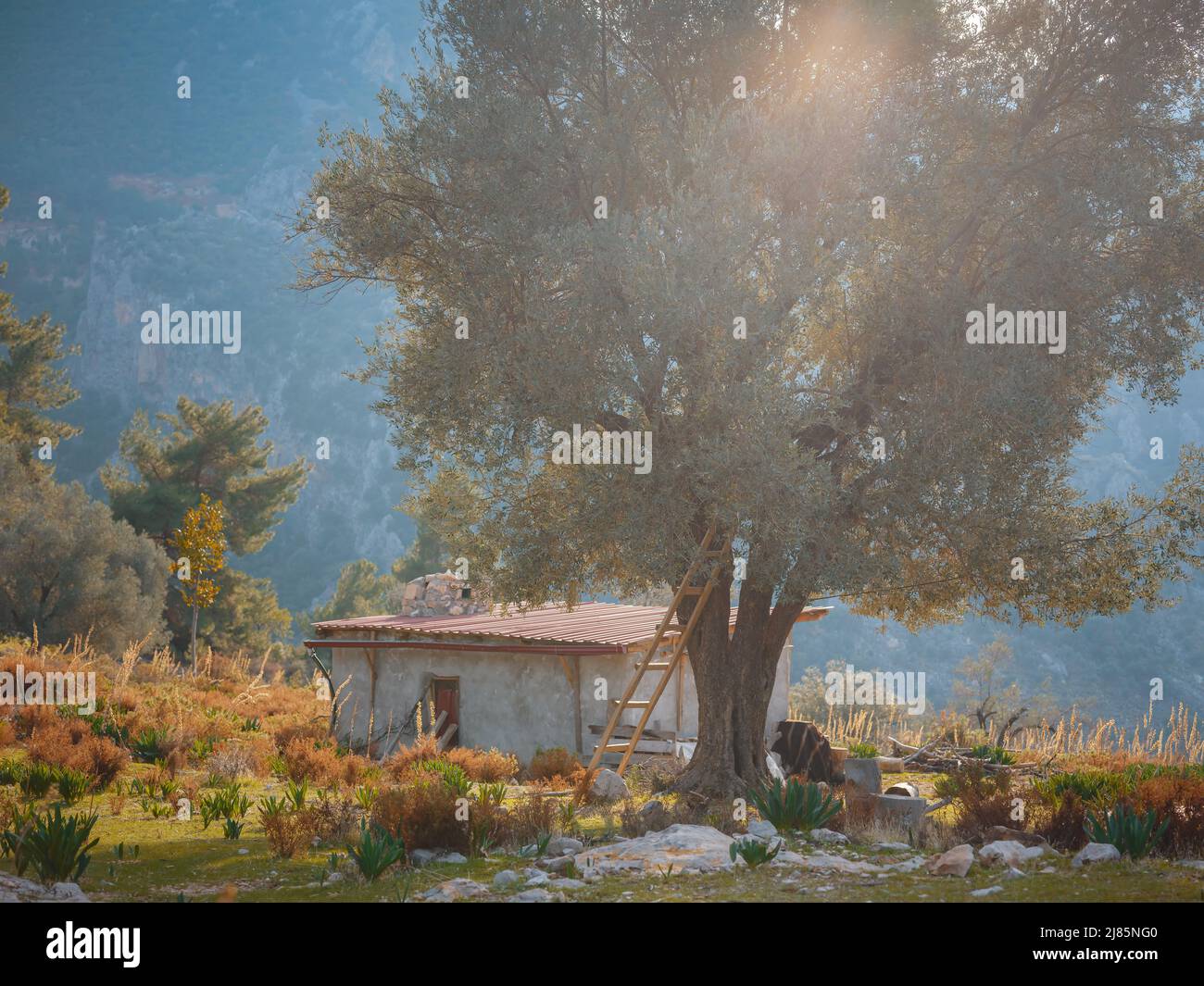 walk in olive grove, Harvest ready to produce extra virgin olive oil ...