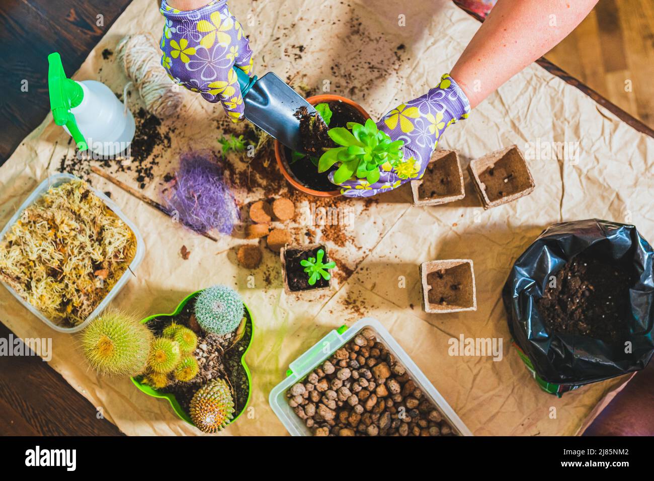 Spring work on care of indoor plants in flowerpots. Unrecognizable ...