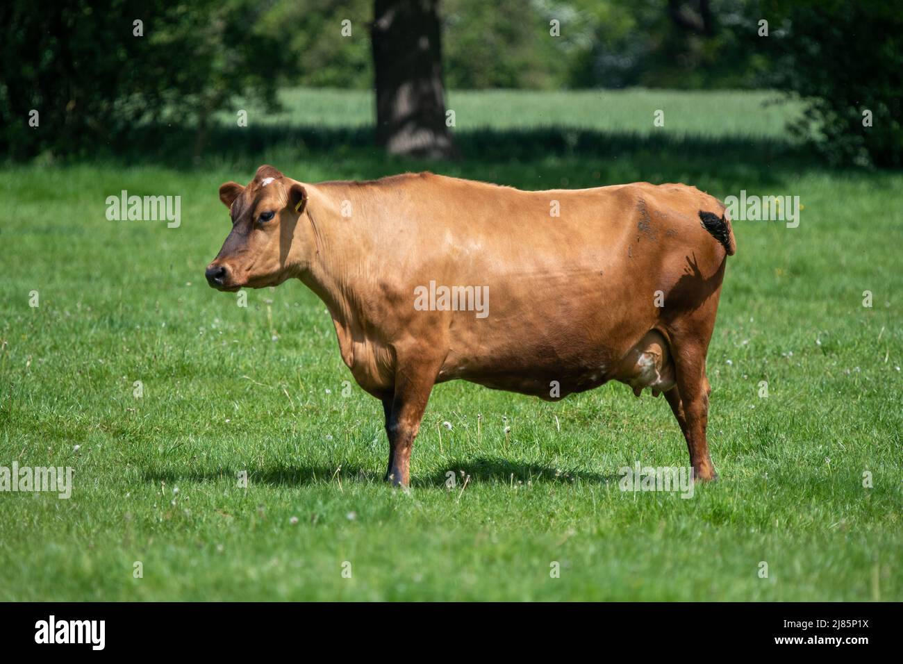 A close up photo of a brown dairy cow Stock Photo - Alamy