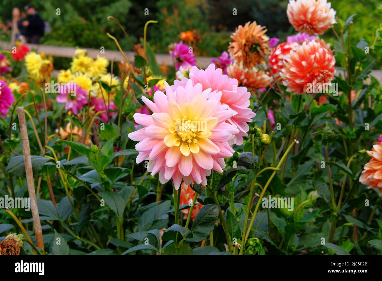 Cane flower hi-res stock photography and images - Alamy