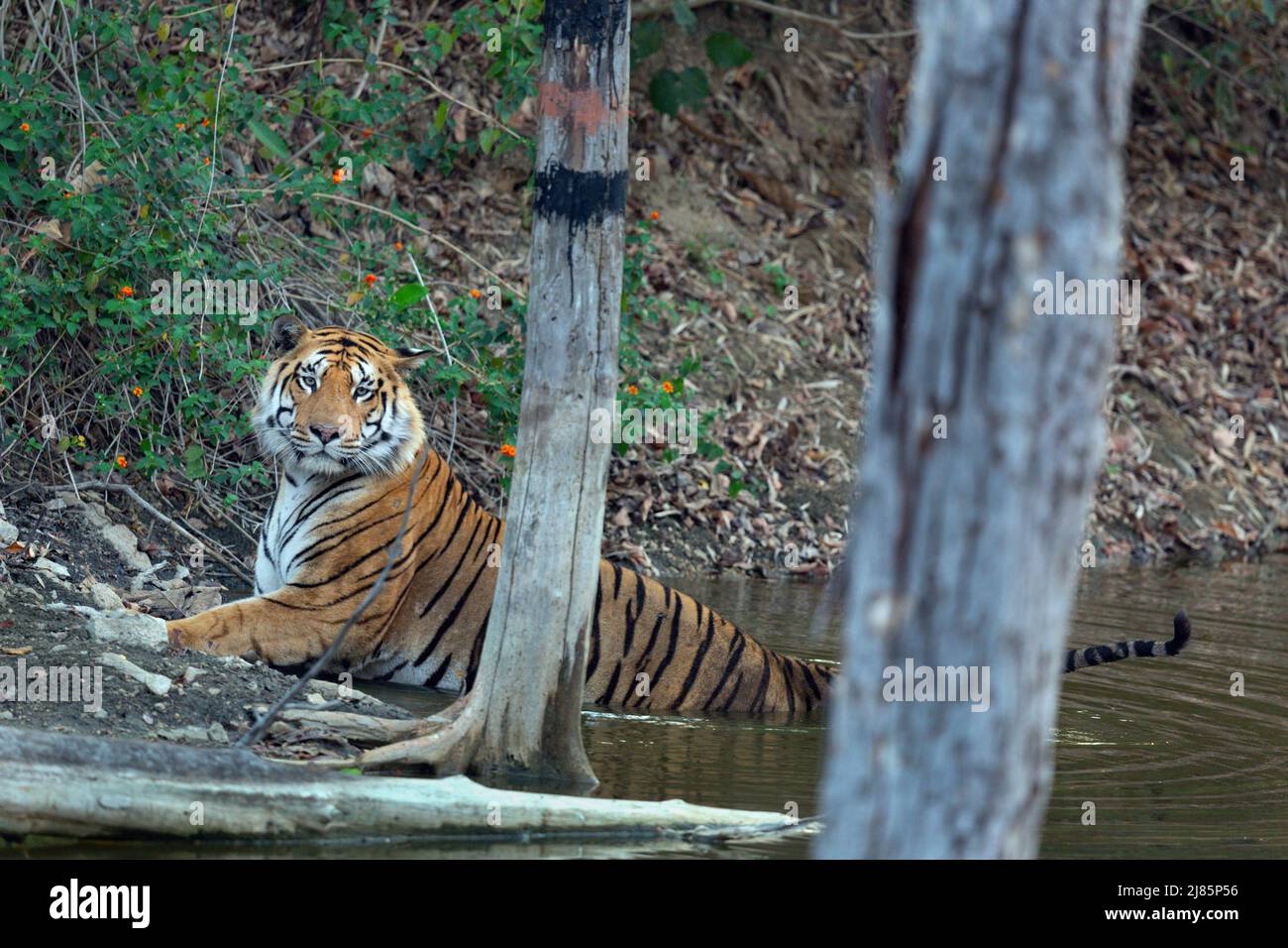 Royal Bengal Tiger or Panthera Tigris Tigris relaxing in water at Pench ...