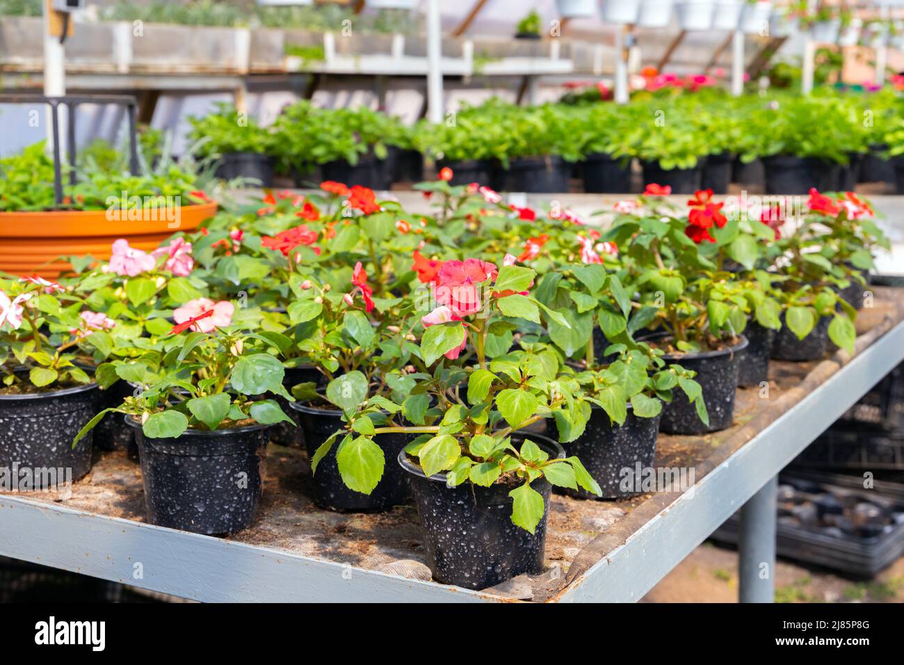 Impatiens walleriana hi-res stock photography and images - Alamy