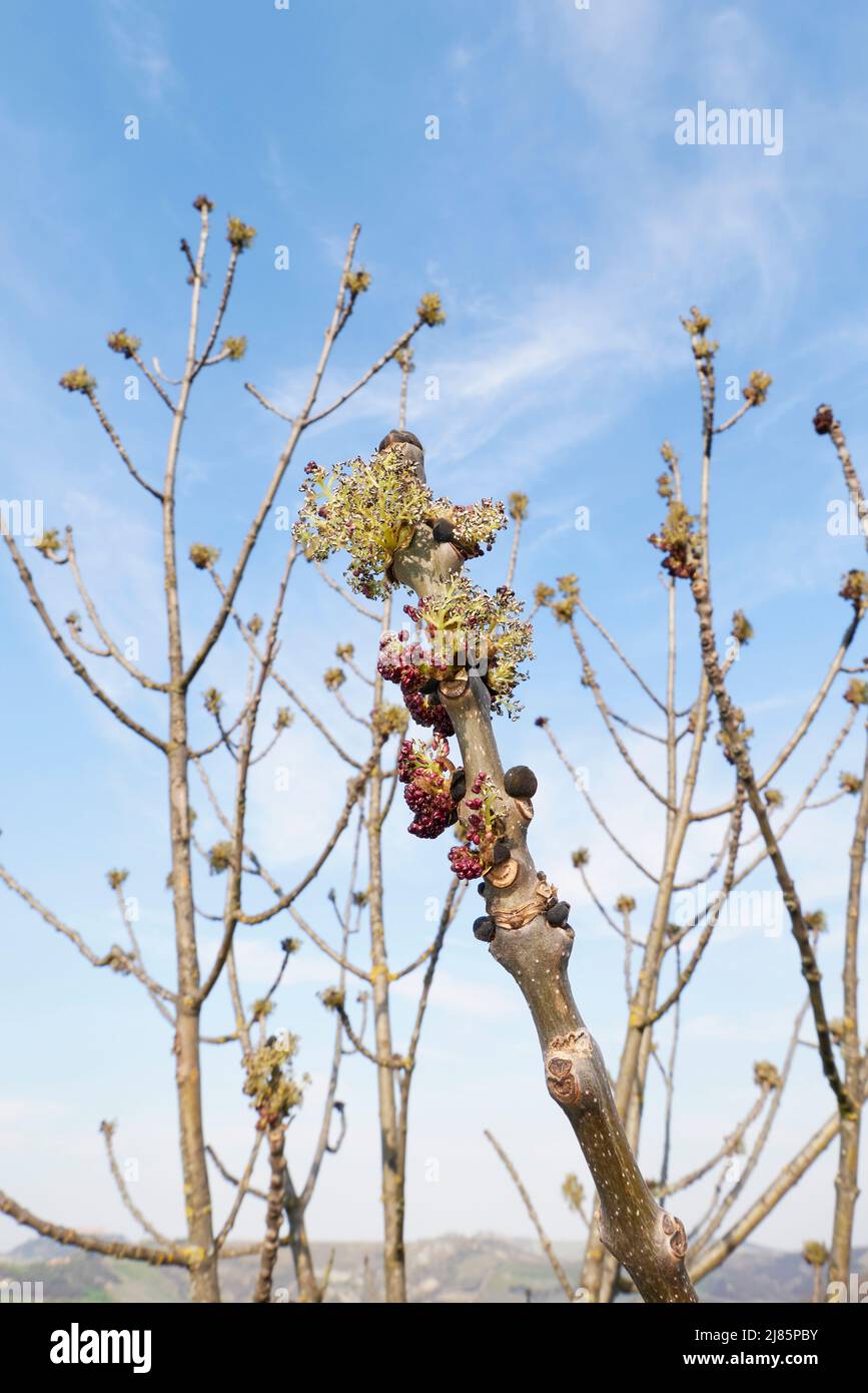 Fraxinus excelsior tree in bloom Stock Photo - Alamy