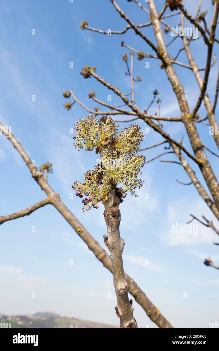 Fraxinus excelsior tree in bloom Stock Photo - Alamy