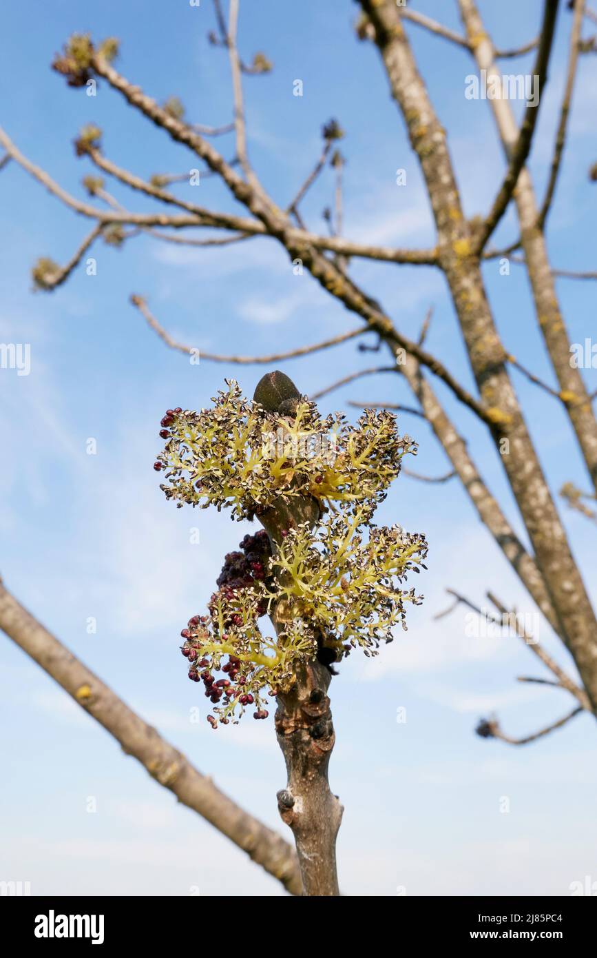 European ash fraxinus excelsior bud hi-res stock photography and images ...
