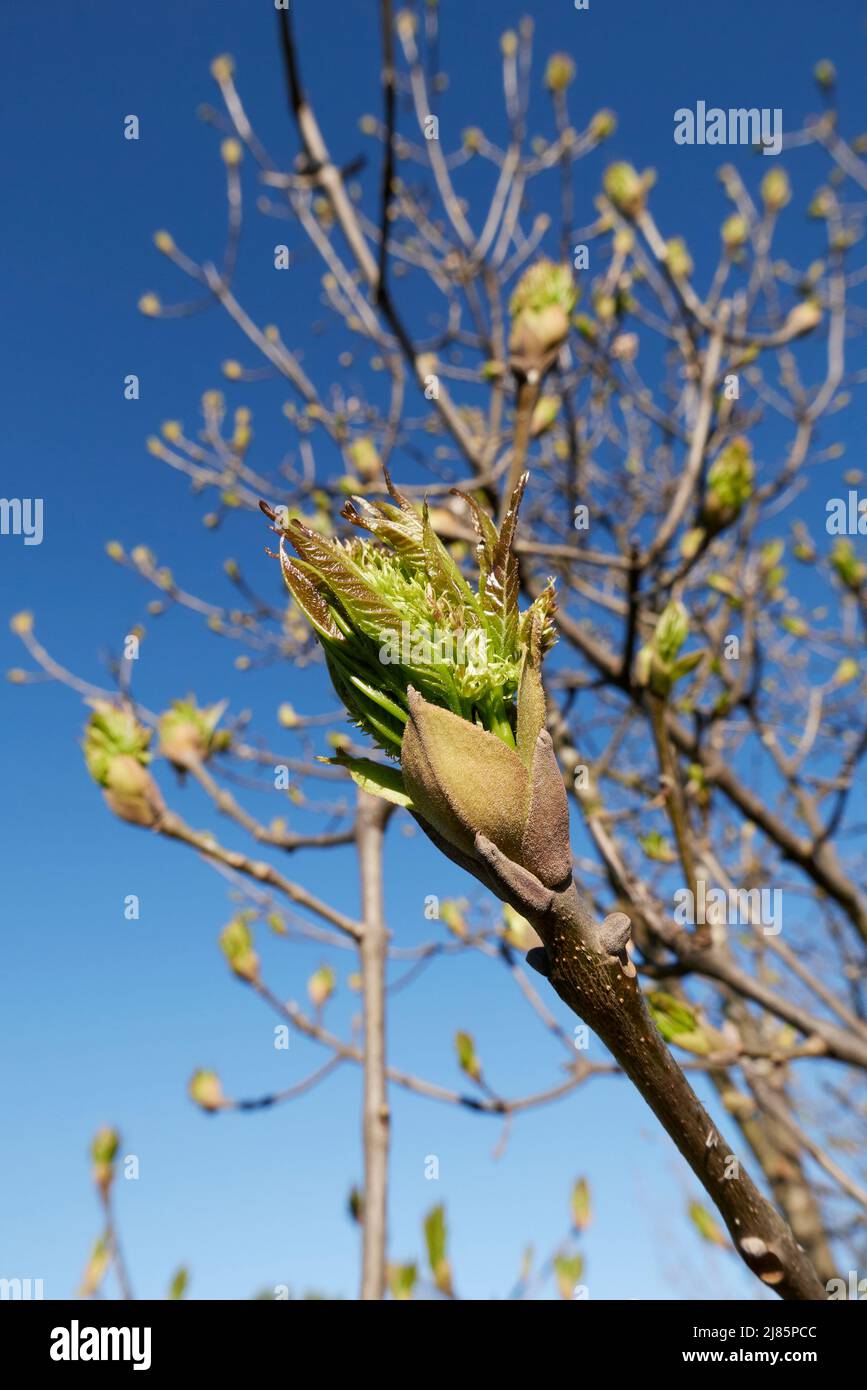 Fraxinus ornus tree fresh buds Stock Photo - Alamy