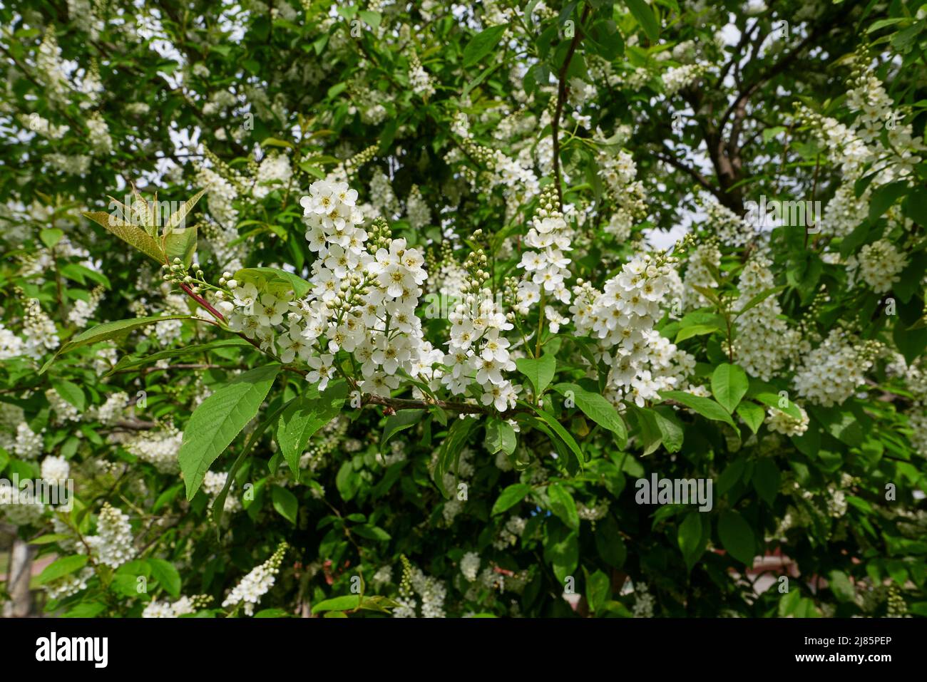Prunus padus white blossom Stock Photo - Alamy