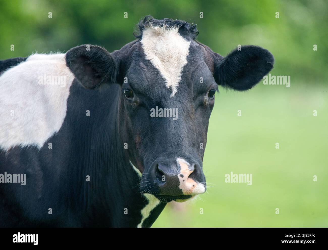 What Is A Black And White Dairy Cow Called at Donna Casas blog