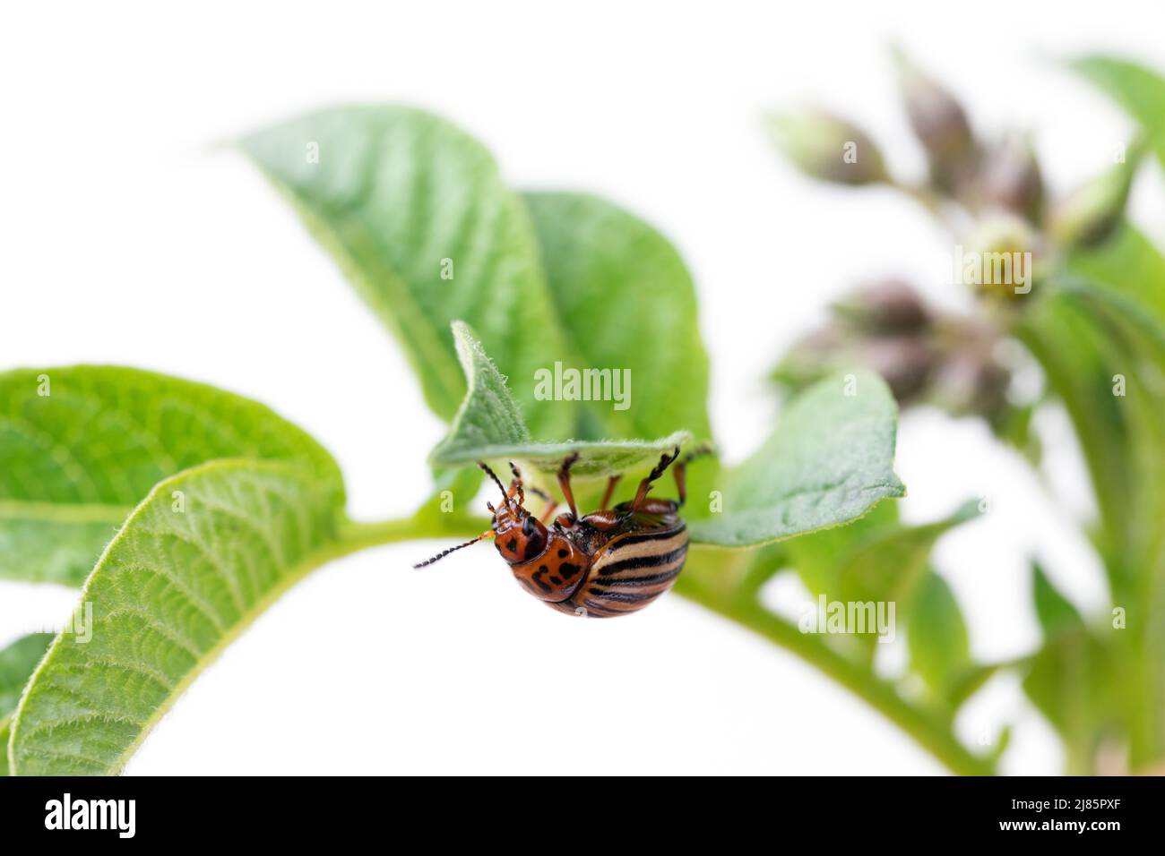 Colorado bug. Pest insect eating potatoes plant leaf Stock Photo - Alamy
