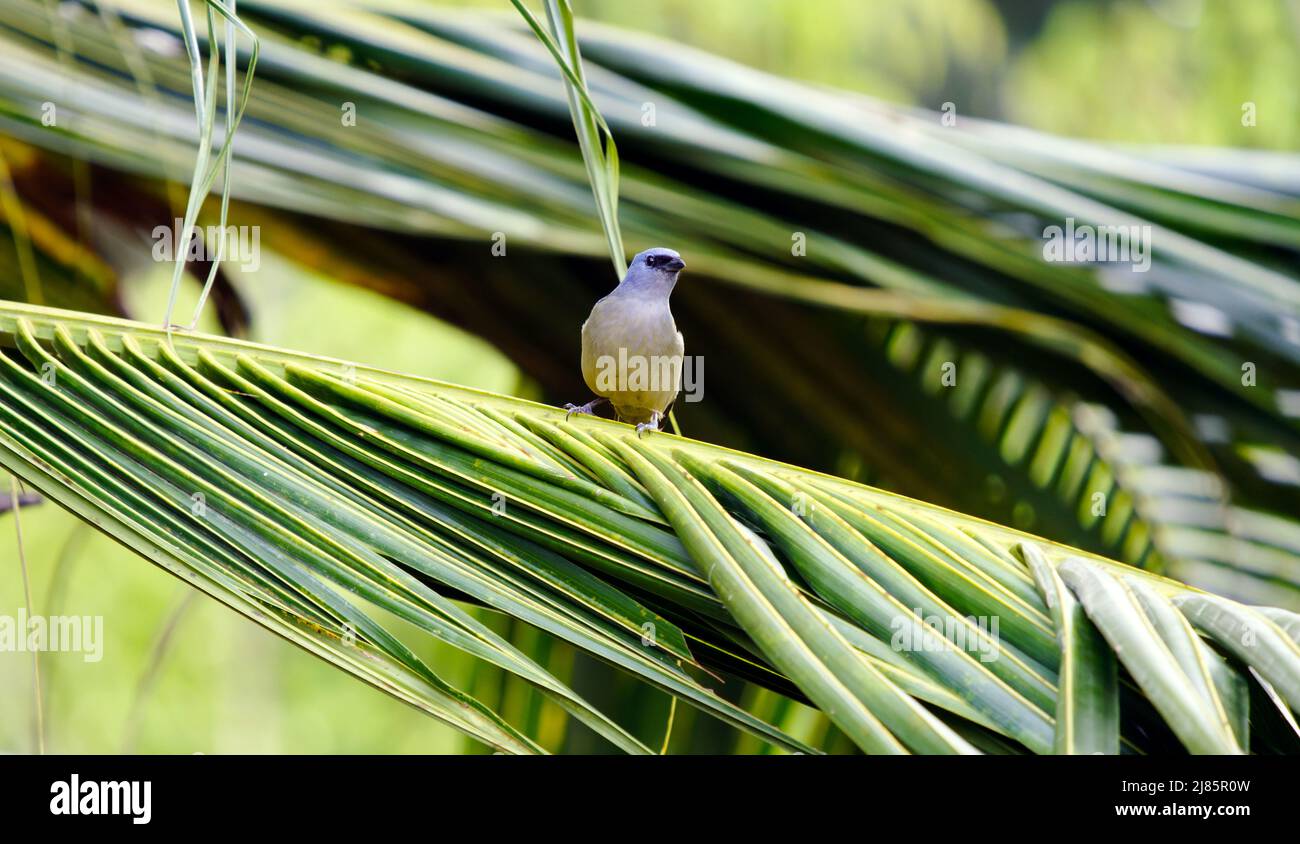 Bird and palm tree hi-res stock photography and images - Alamy