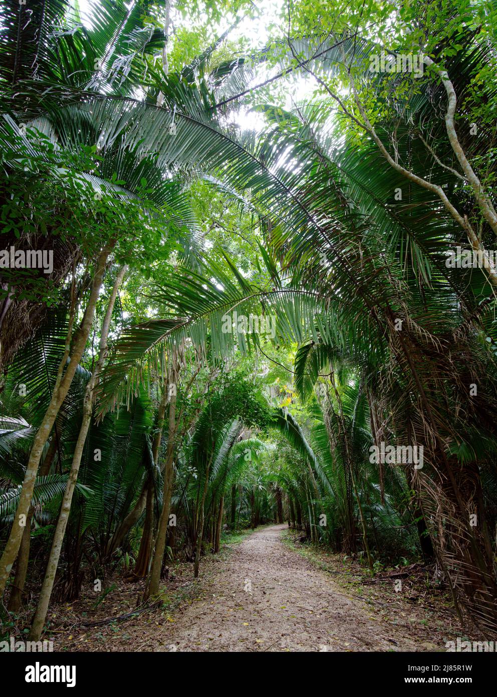 Jungle path hi-res stock photography and images - Alamy