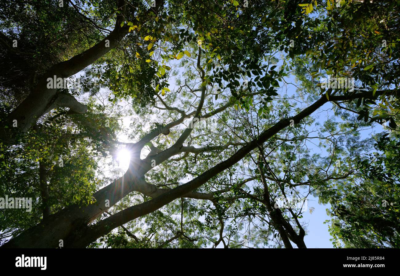 Tree of jungle hi-res stock photography and images - Alamy