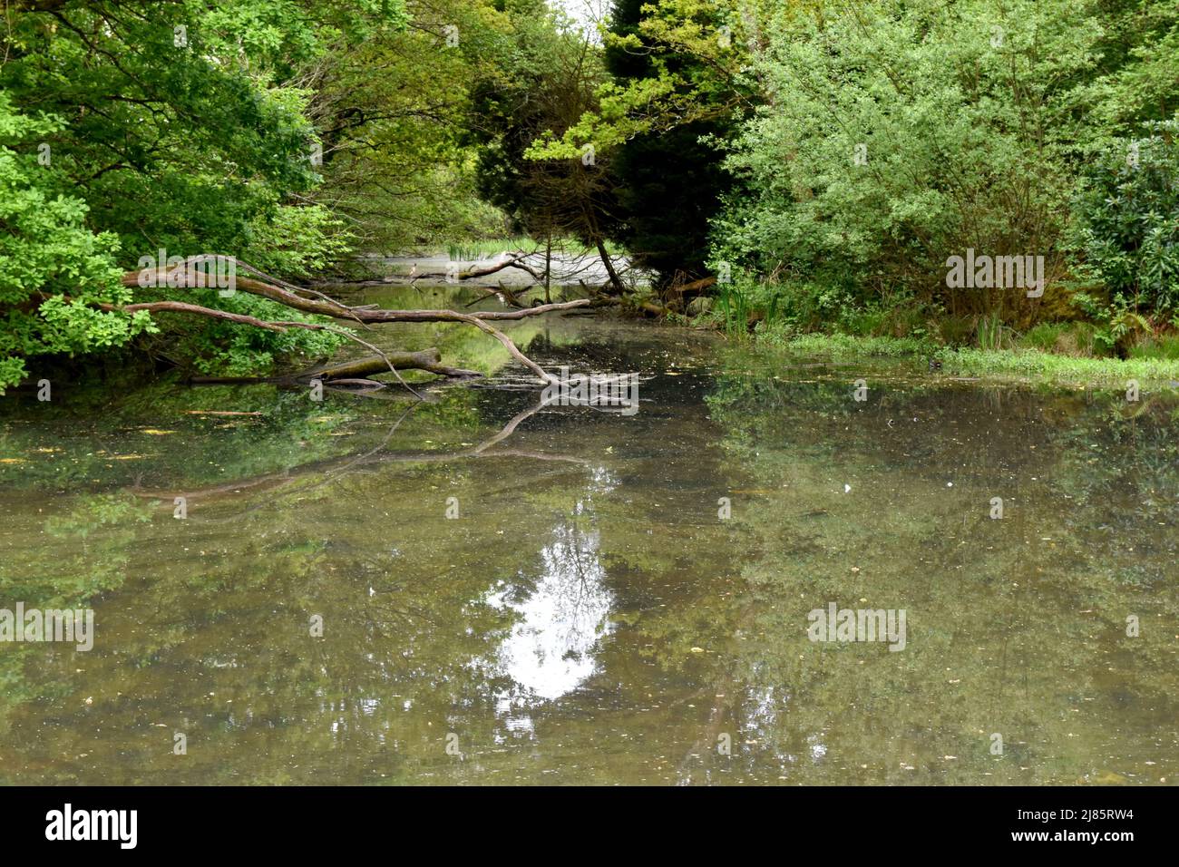Meandering in Stover Park Devon Stock Photo - Alamy