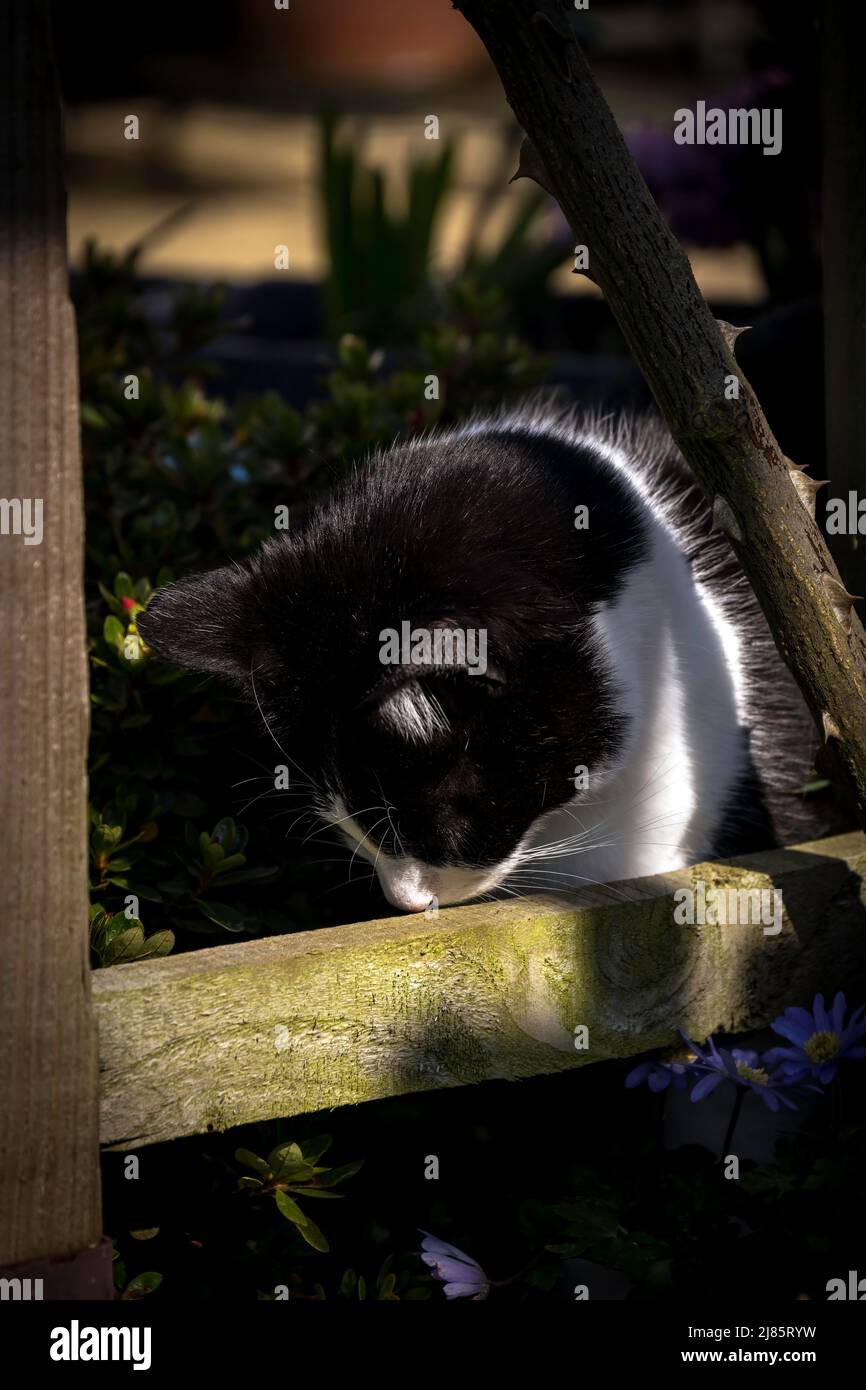 Cat smell on the wooden at garden Stock Photo - Alamy