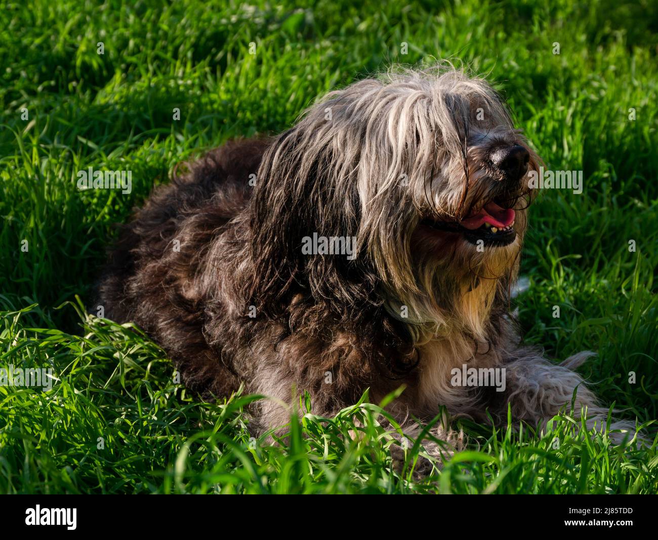 Funny pet animals spring background. Polish Lowland Sheepdog sitting on ...